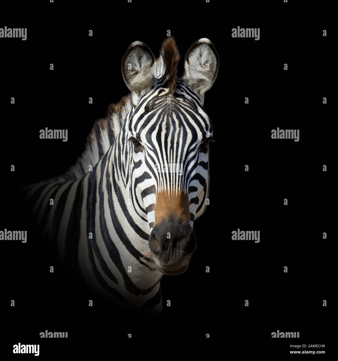 Isolated african animal hi-res stock photography and images - Alamy
