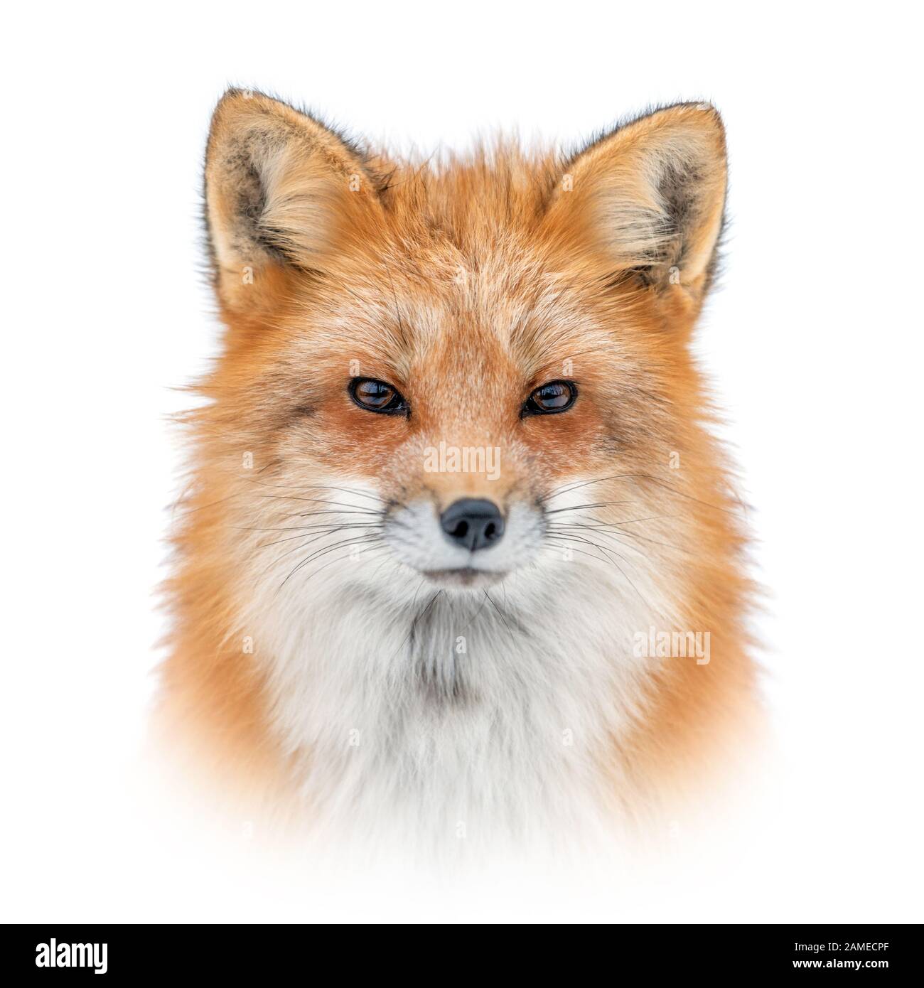 Red fox on hunt Cut Out Stock Images & Pictures - Alamy