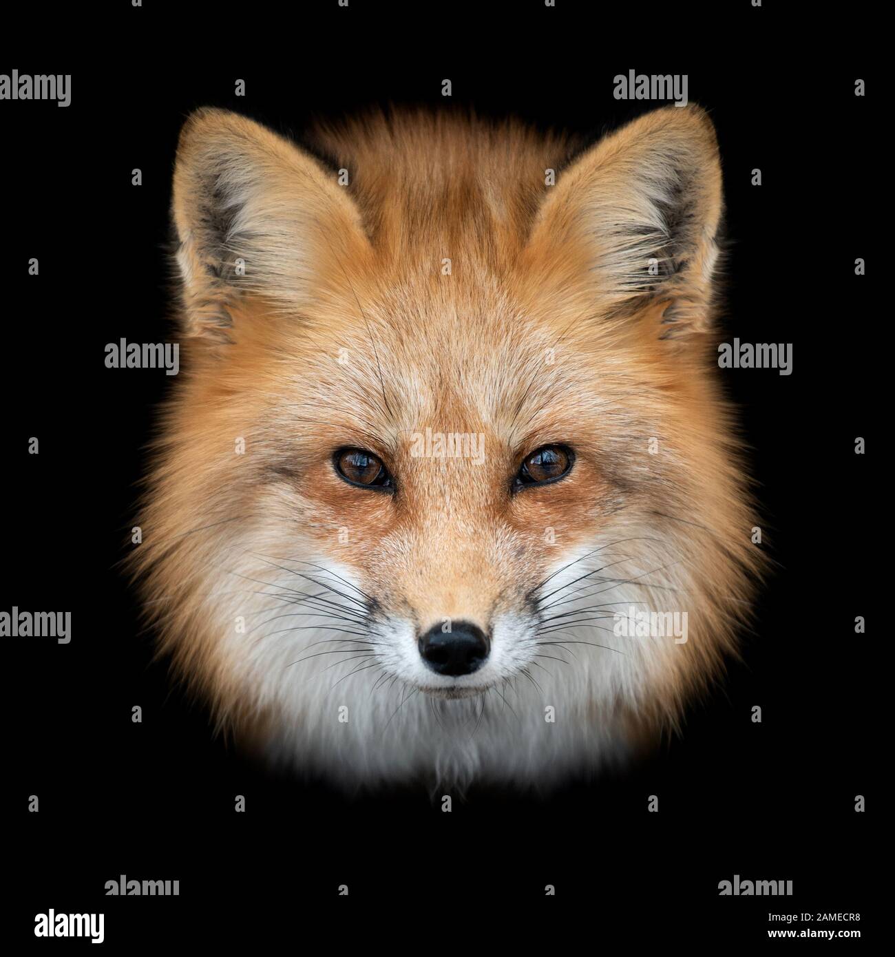 Dark red fox hi-res stock photography and images - Alamy