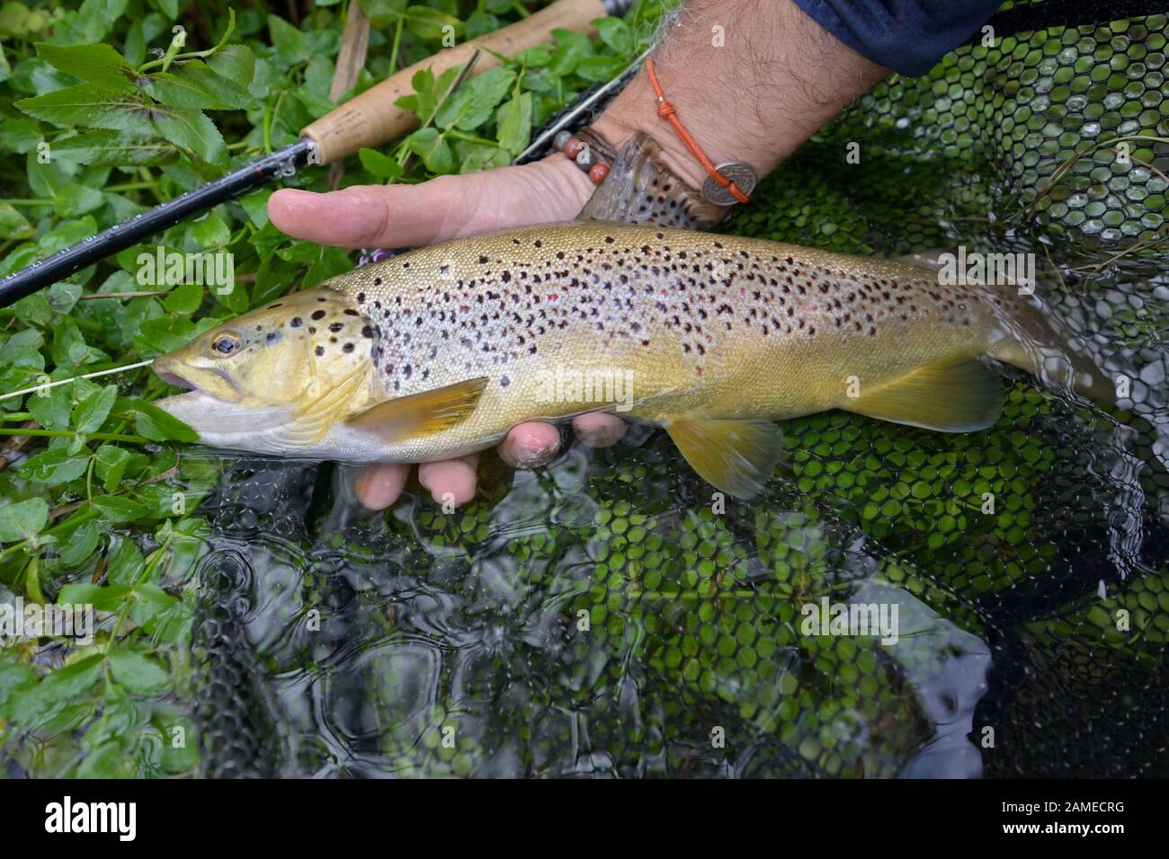 taking a big brown trout in the fly Stock Photo - Alamy