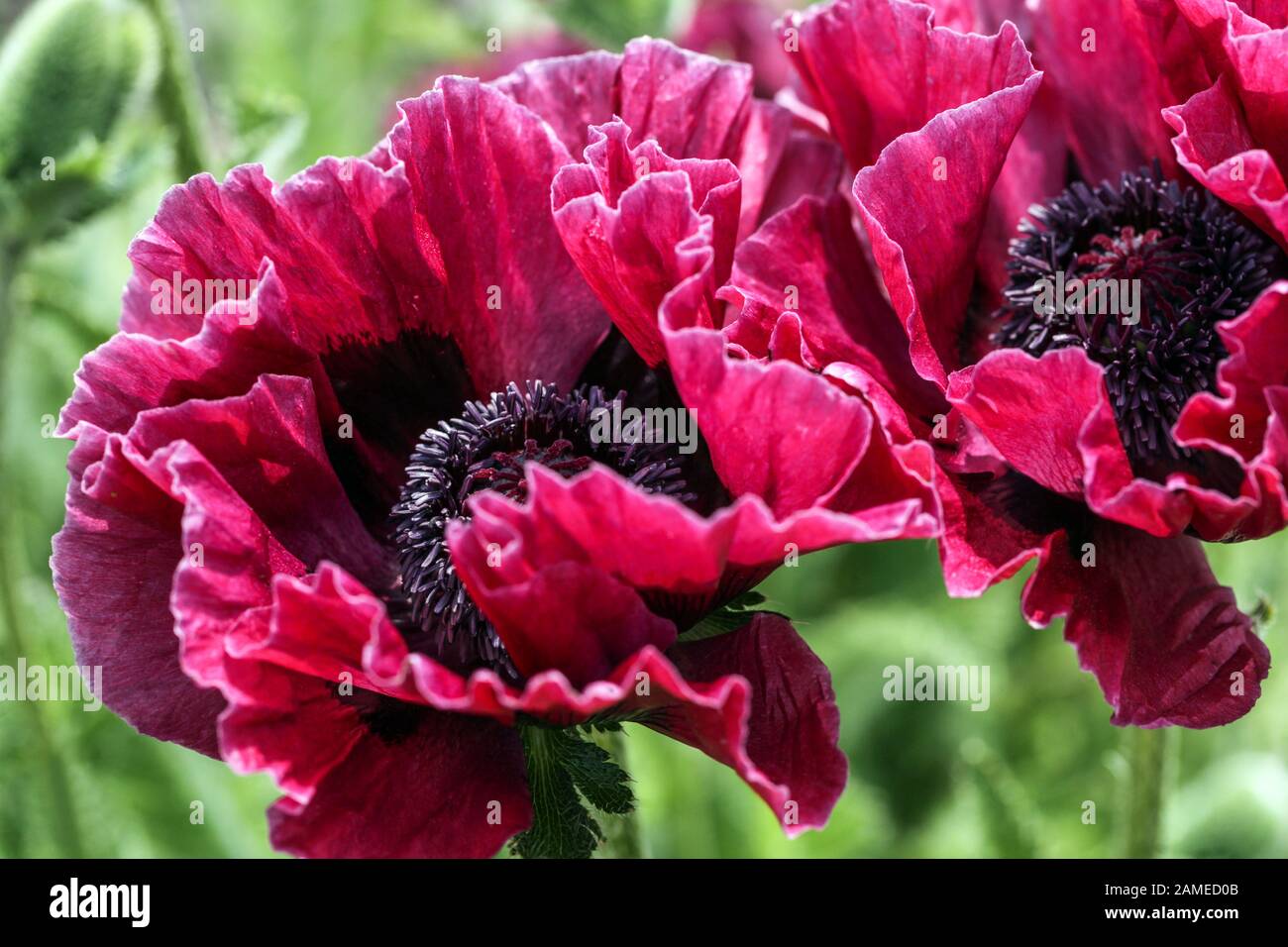 Papaver orientale harlem hi-res stock photography and images - Alamy