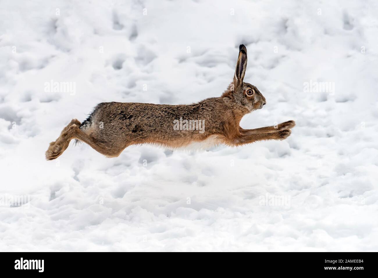 Close up hare hi-res stock photography and images - Alamy