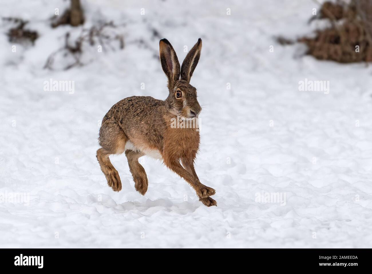 Close up hare hi-res stock photography and images - Alamy