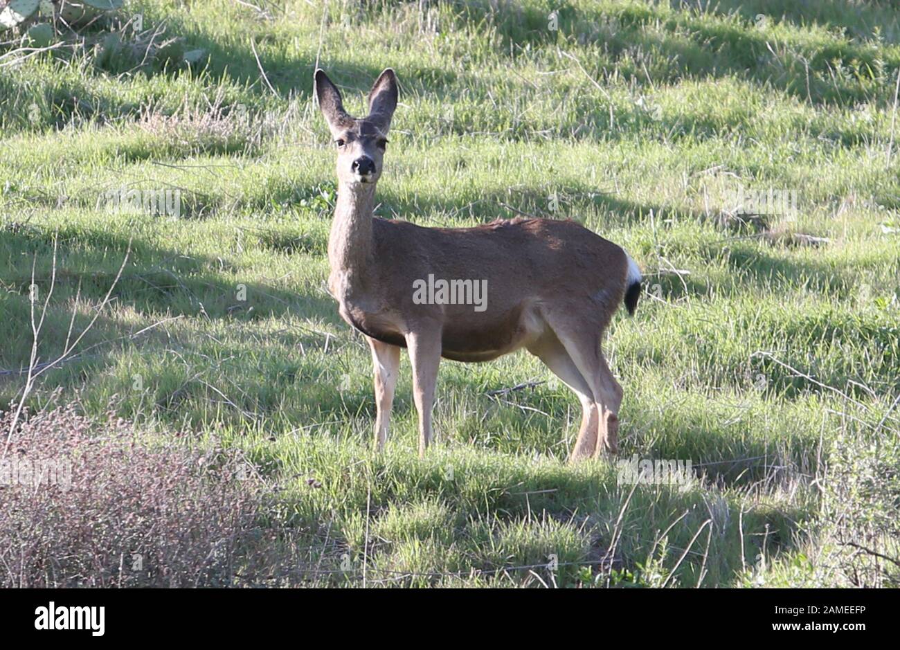 Malibu, Ca. 12th Jan, 2020. View, at Family Deer Sightings on the ...