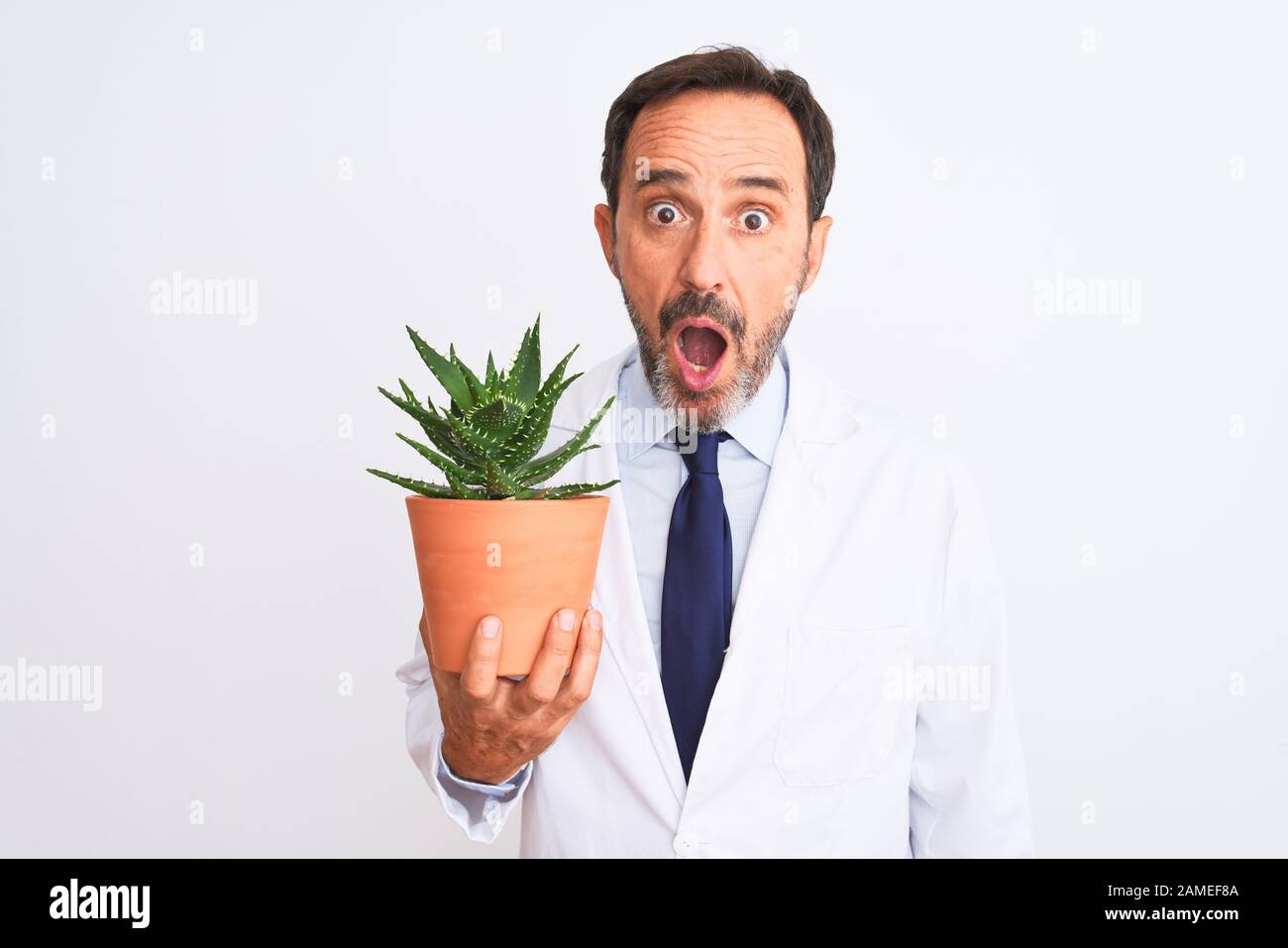 Middle age scientist man holding cactus plant pot standing over ...
