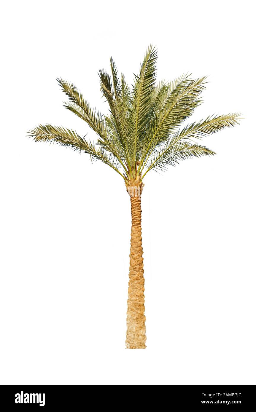 Palm tree white background hi-res stock photography and images - Alamy
