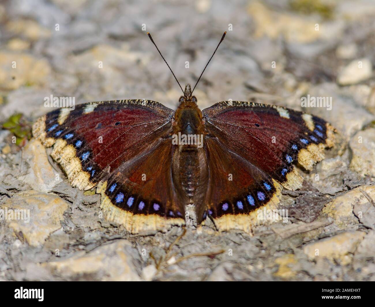 Hibernating butterfly hi-res stock photography and images - Alamy