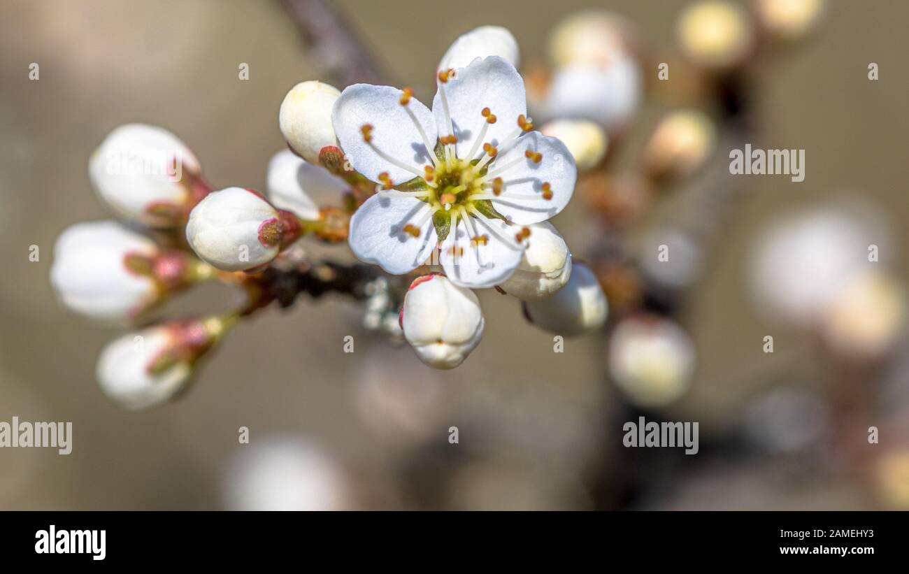 Blossom of common hawthorn or single-seeded hawthorn (Crataegus ...