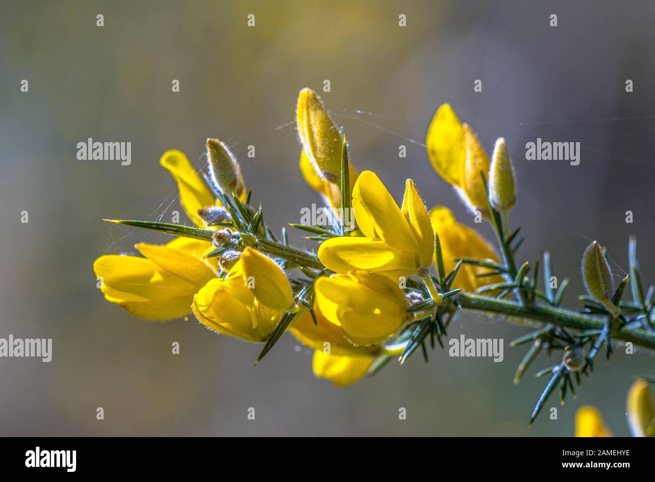 Yelow flowers hi-res stock photography and images - Alamy