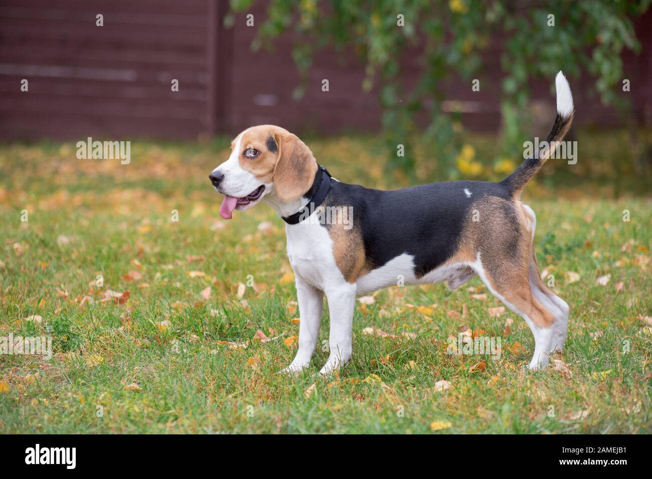 Beagle Pointing Hunting