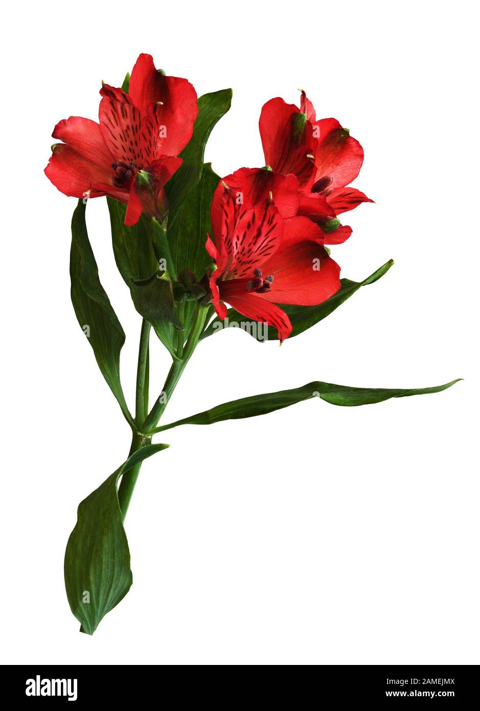Red alstroemeria flowers isolated on white Stock Photo - Alamy