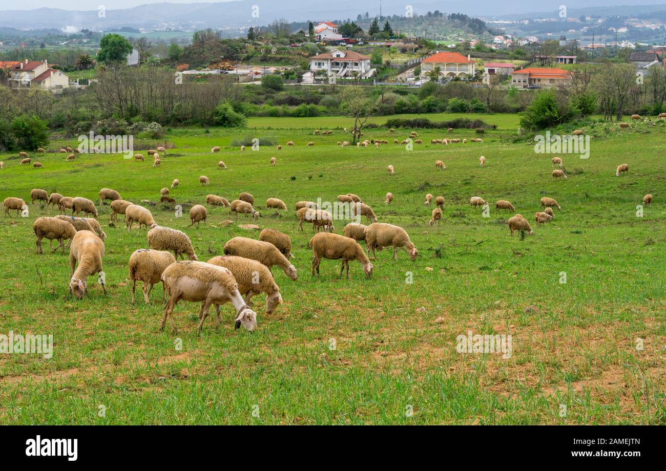Peaceful pasture hi-res stock photography and images - Alamy