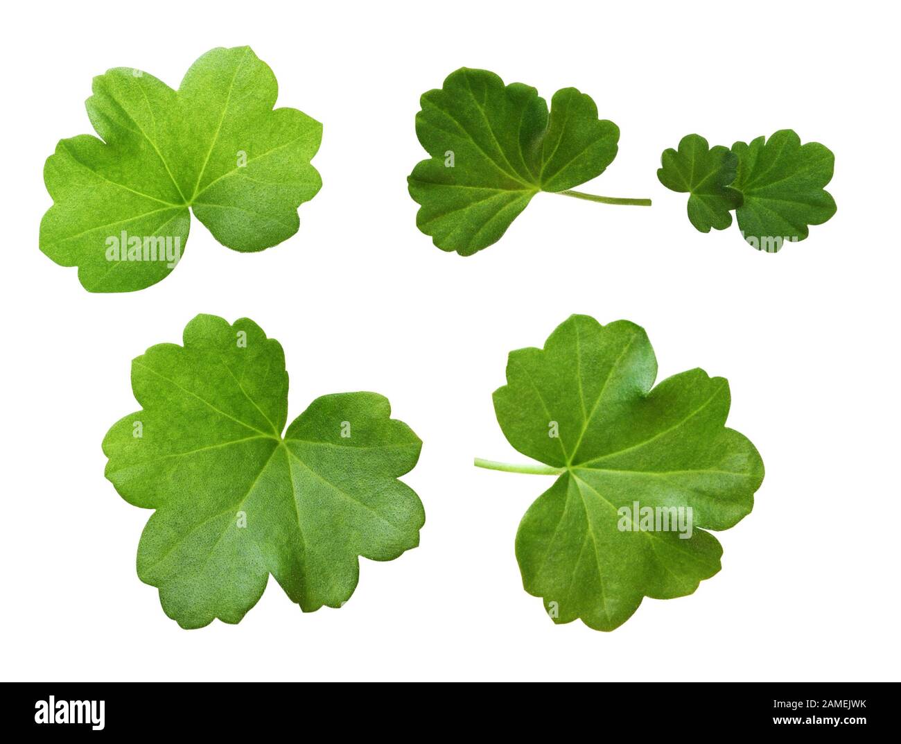Set of geranium green leaves isolated on white Stock Photo - Alamy