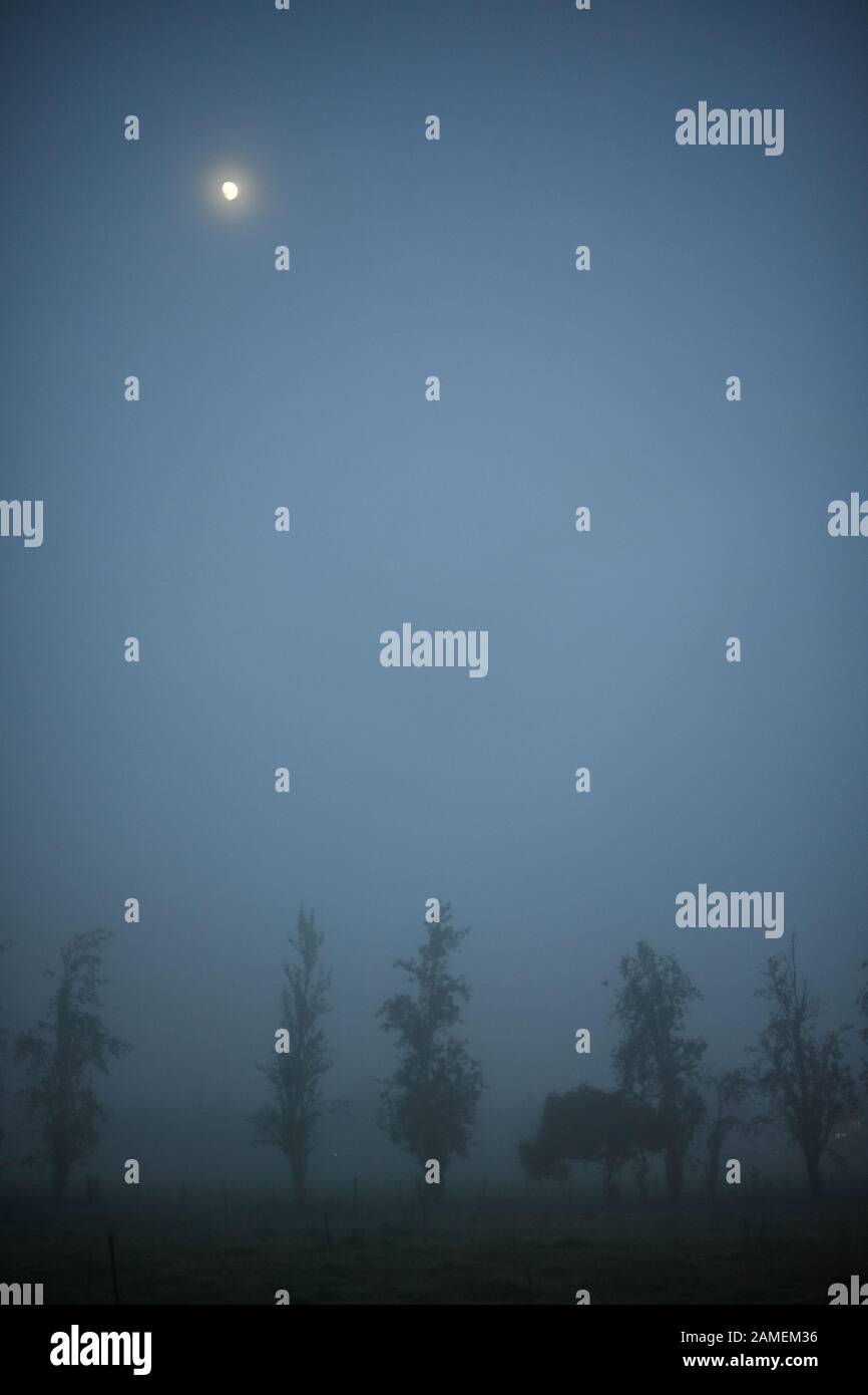 Moon over fir trees in mist Stock Photo - Alamy