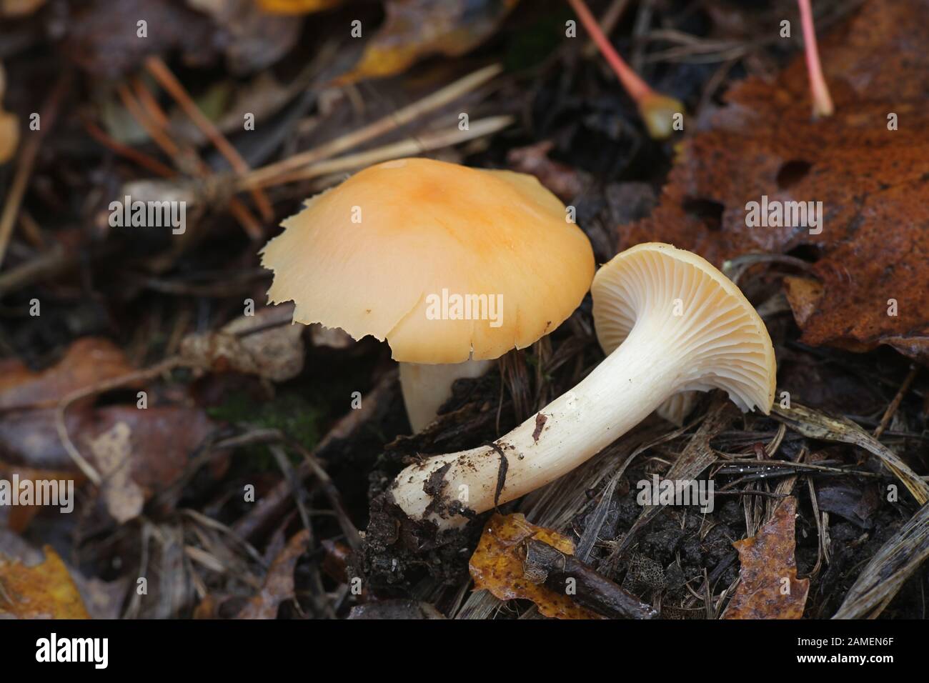 Cuphophyllus pratensis, known as meadow waxcap, meadow waxy cap, salmon ...