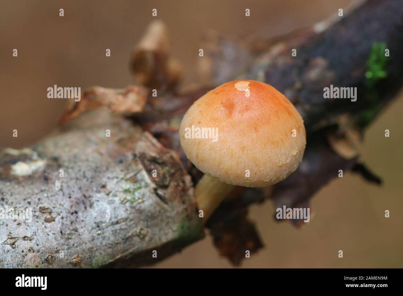 Hypholoma lateritium, known as brick cap or brick tuft mushroom, wild ...