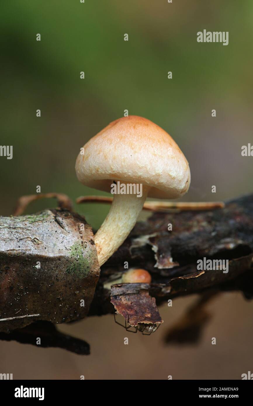 Brick tuft hypholoma lateritium hi-res stock photography and images - Alamy