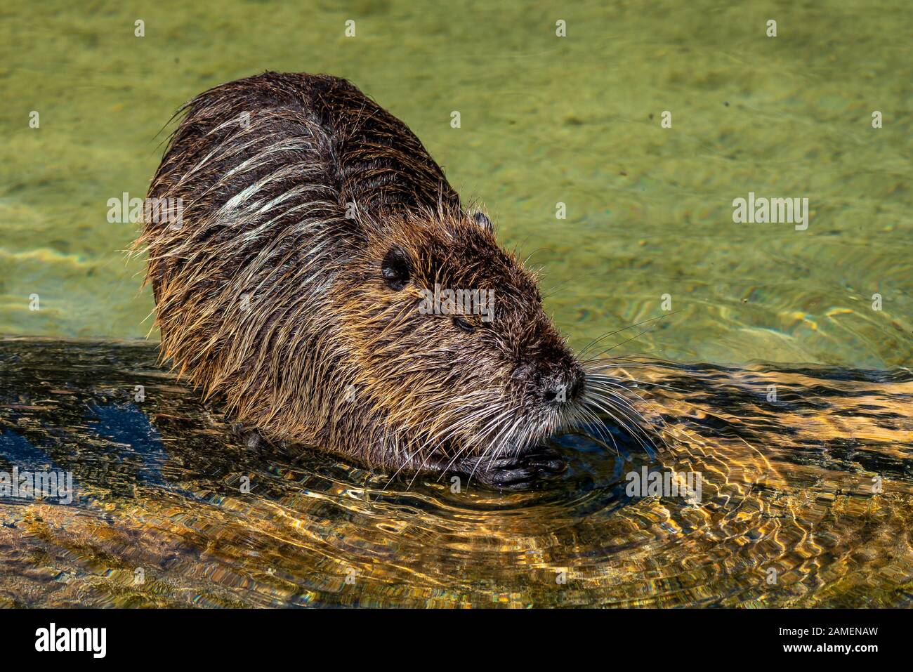 Coypu, Myocastor coypus, also known as river rat or nutria Stock Photo ...
