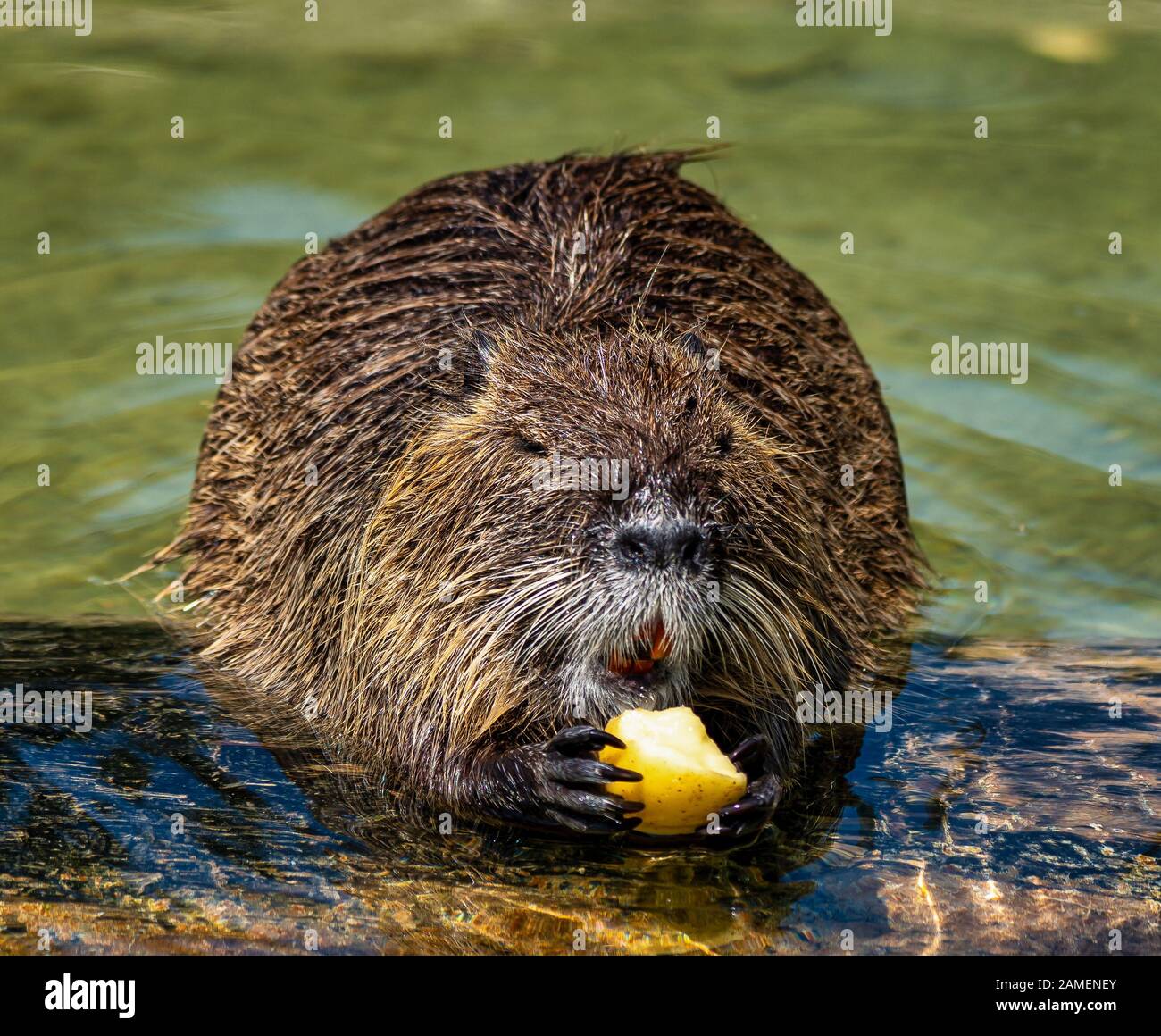Coypu, Myocastor coypus, also known as river rat or nutria Stock Photo ...