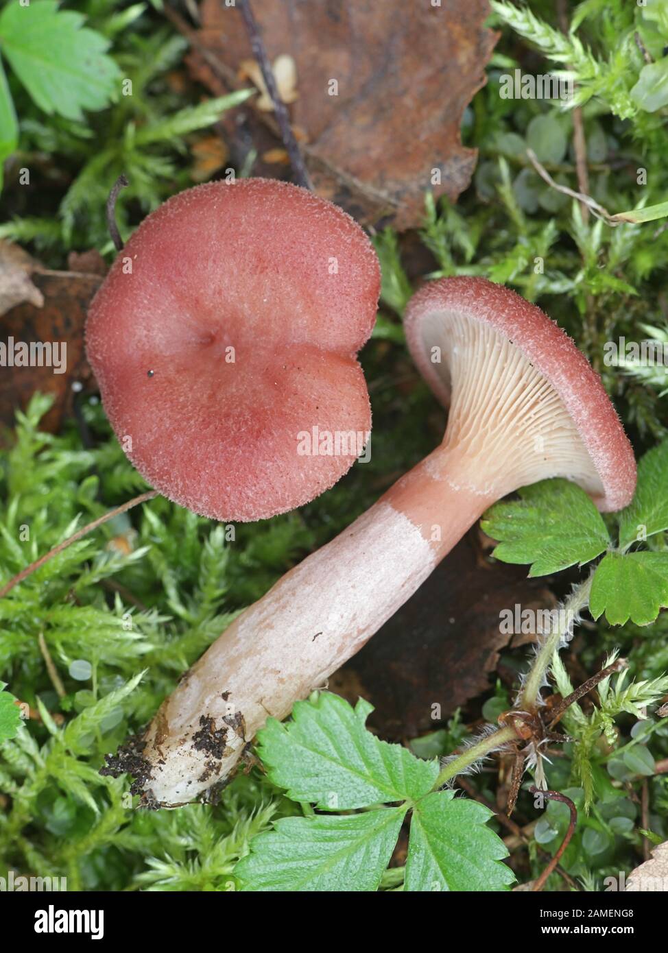 Var spinosulus hi-res stock photography and images - Alamy