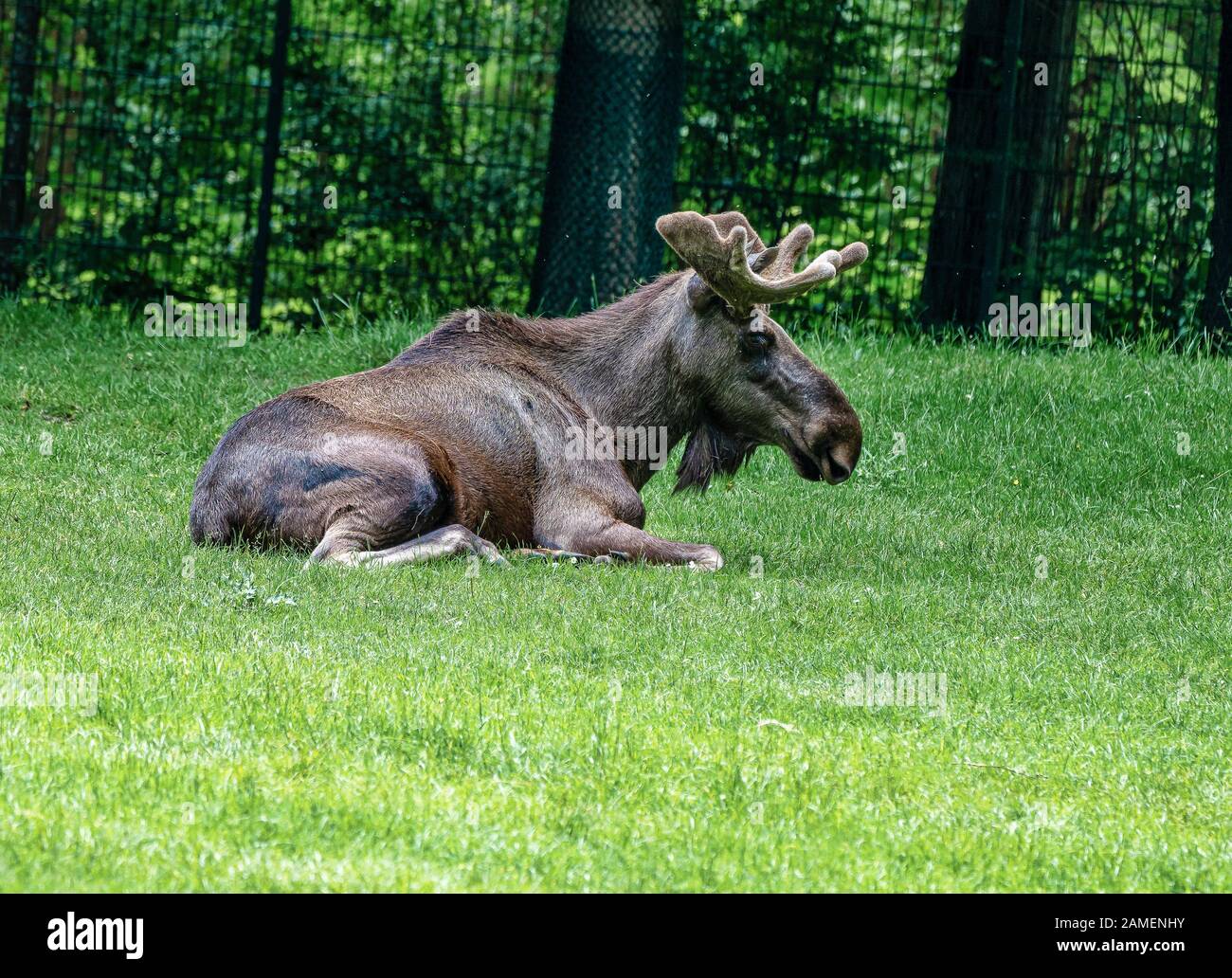 European Moose, Alces alces, also known as the elk Stock Photo - Alamy