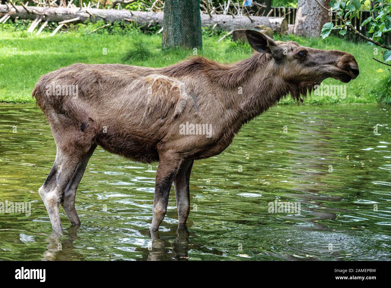 European Moose, Alces alces, also known as the elk Stock Photo - Alamy