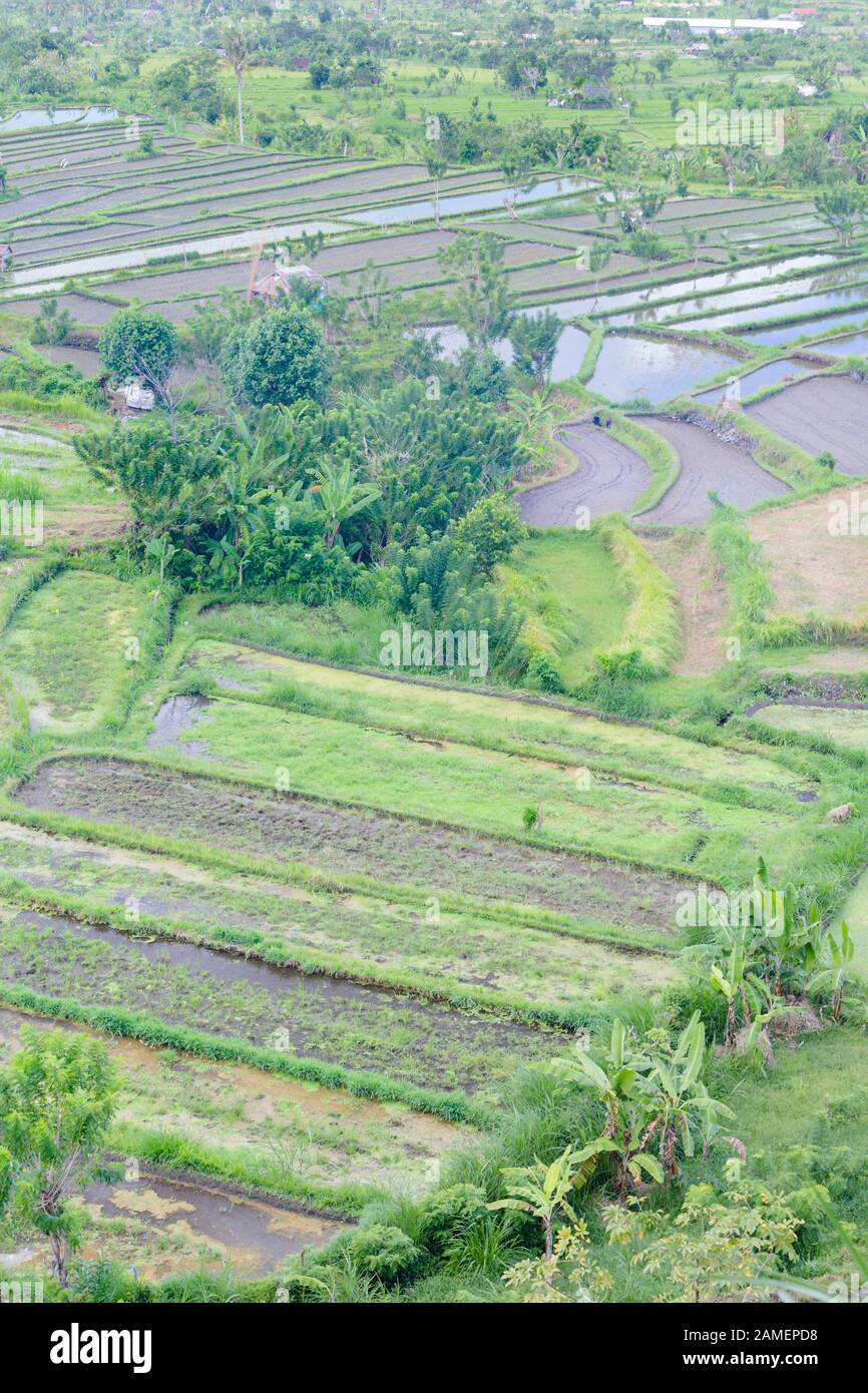 Balinese rice terrace hi-res stock photography and images - Alamy