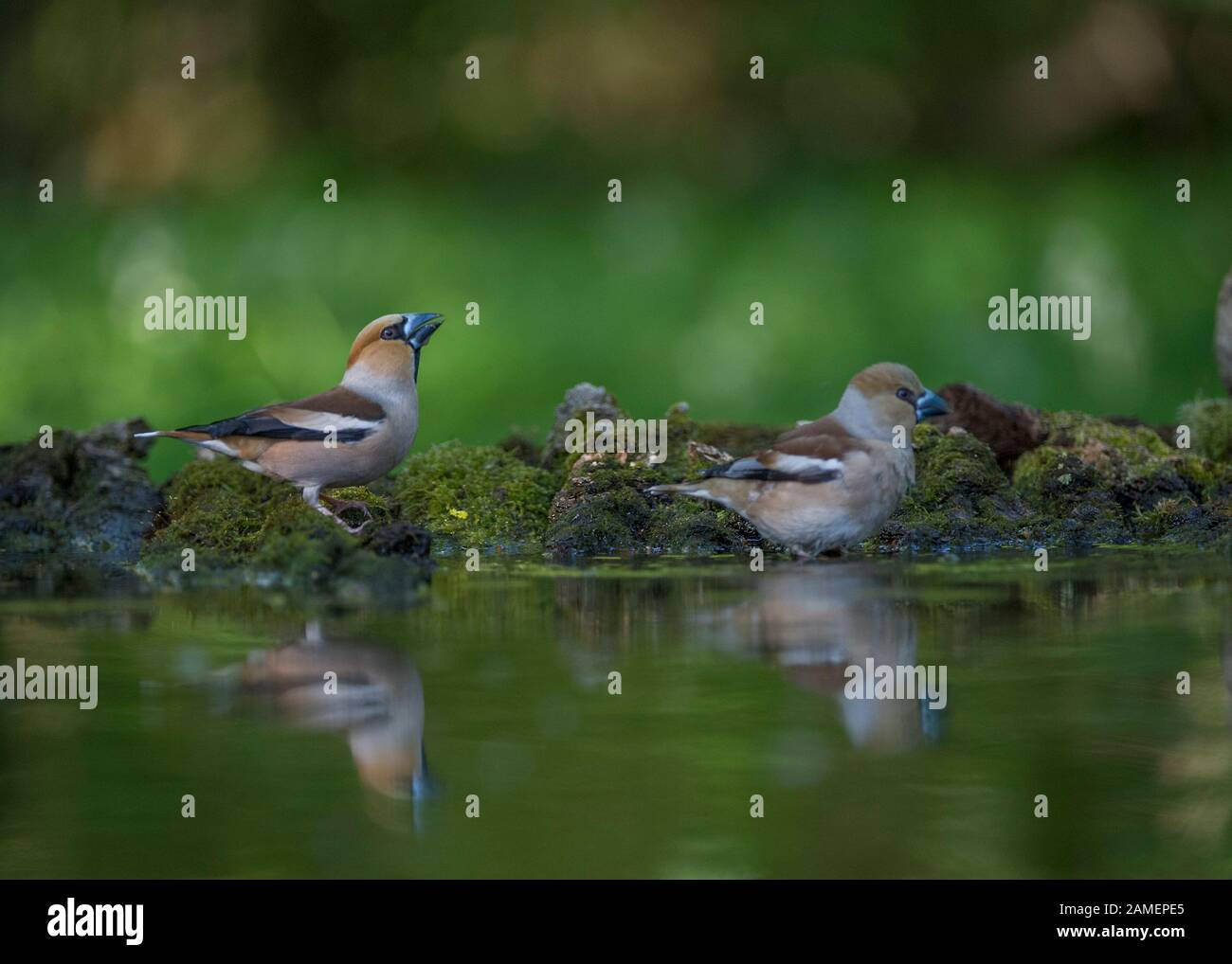 Male and female hawfinch hi-res stock photography and images - Alamy