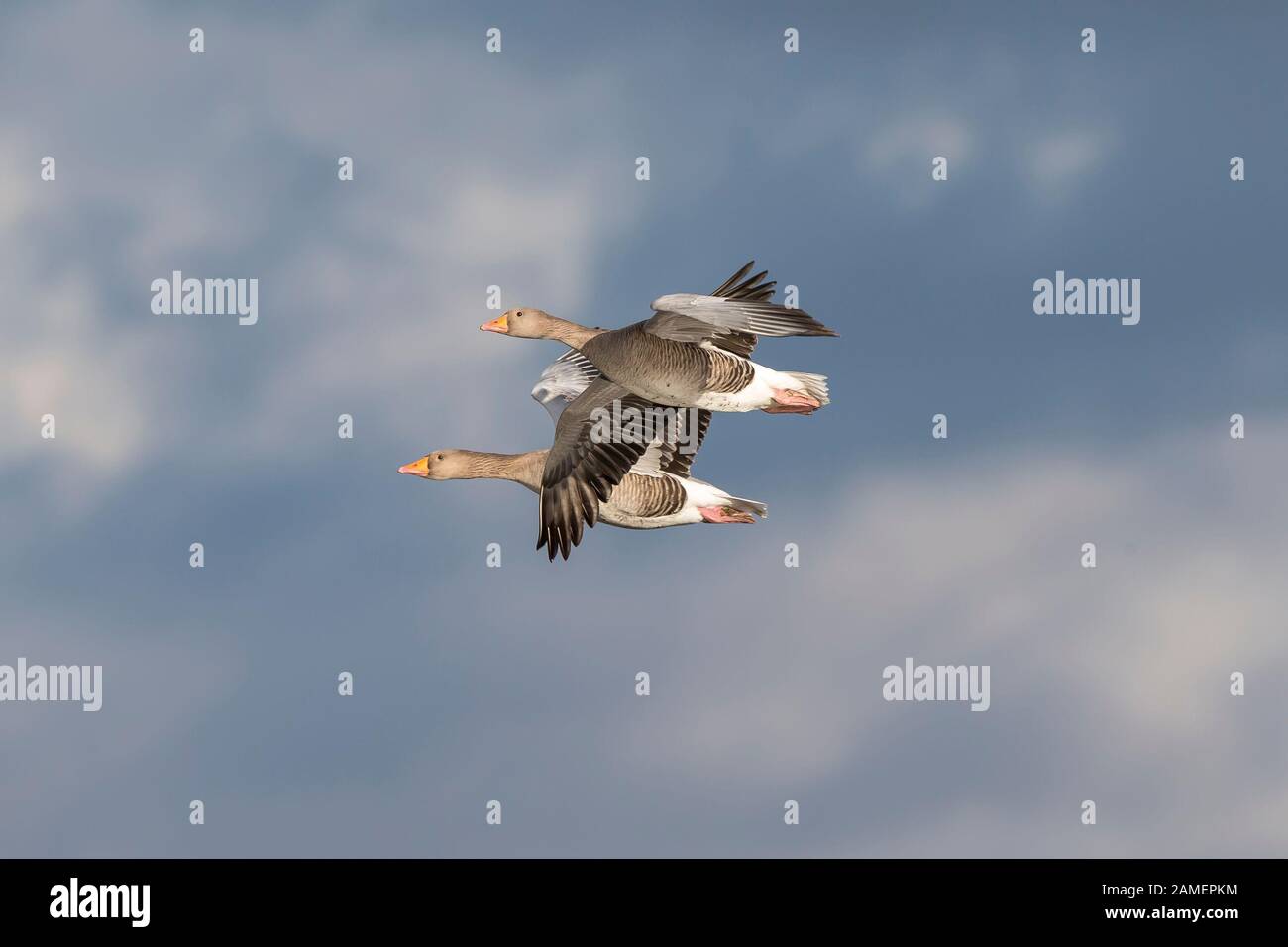 Flight of geese hi-res stock photography and images - Alamy