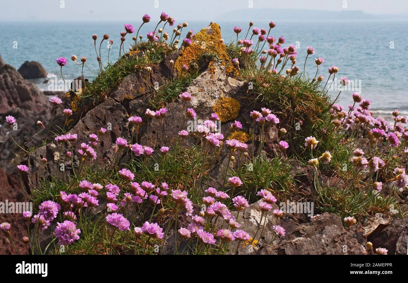 Upper shore vegetation dominated by Thrift, Armeria maritima, and ...