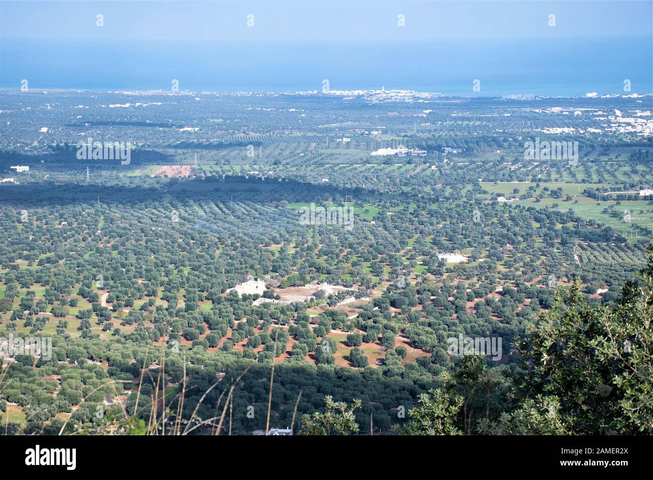 Mediterranean olive tree sea hi-res stock photography and images - Alamy