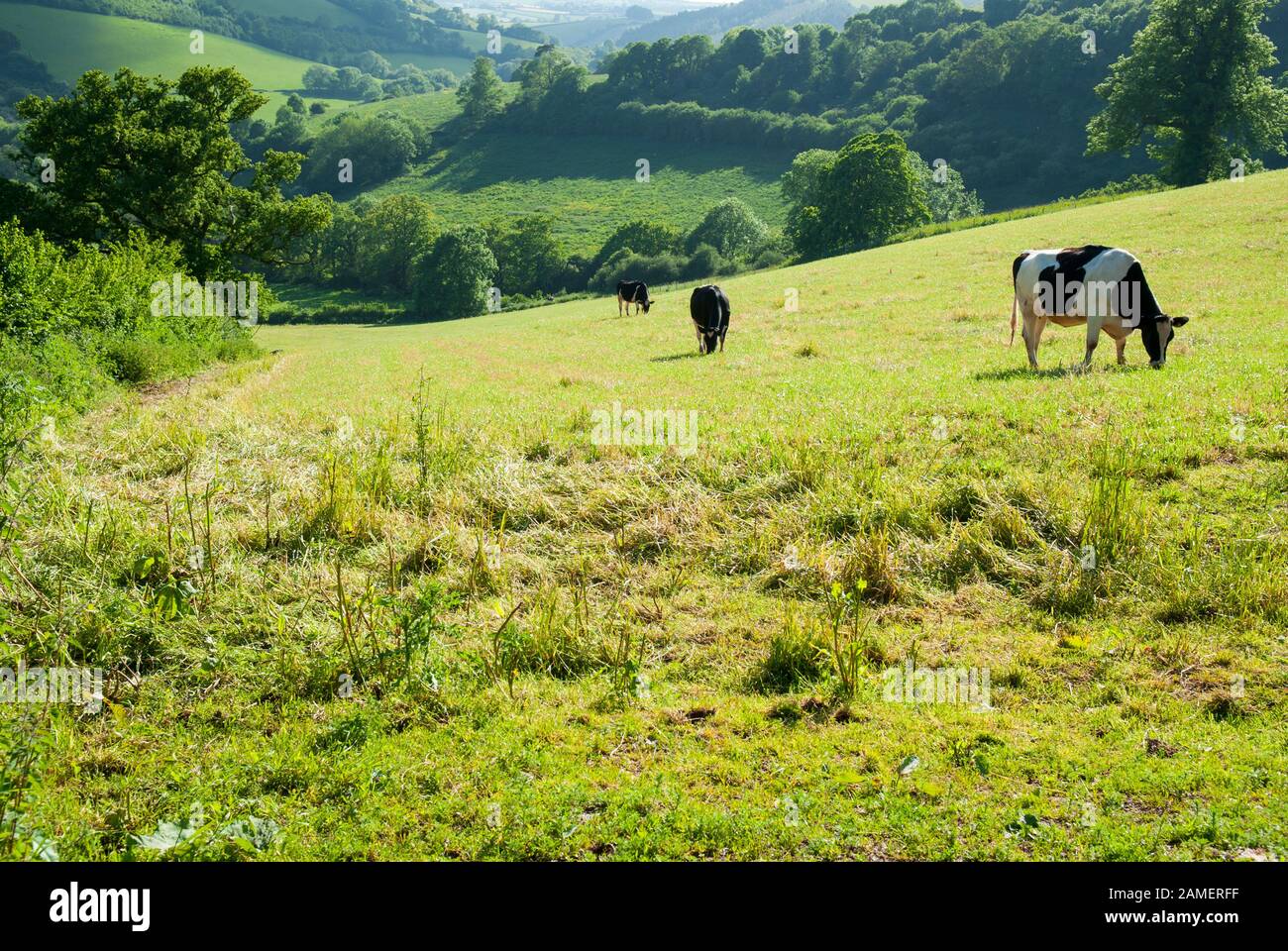 Lush green hillside pasture with cows grazing peacefully in the English ...