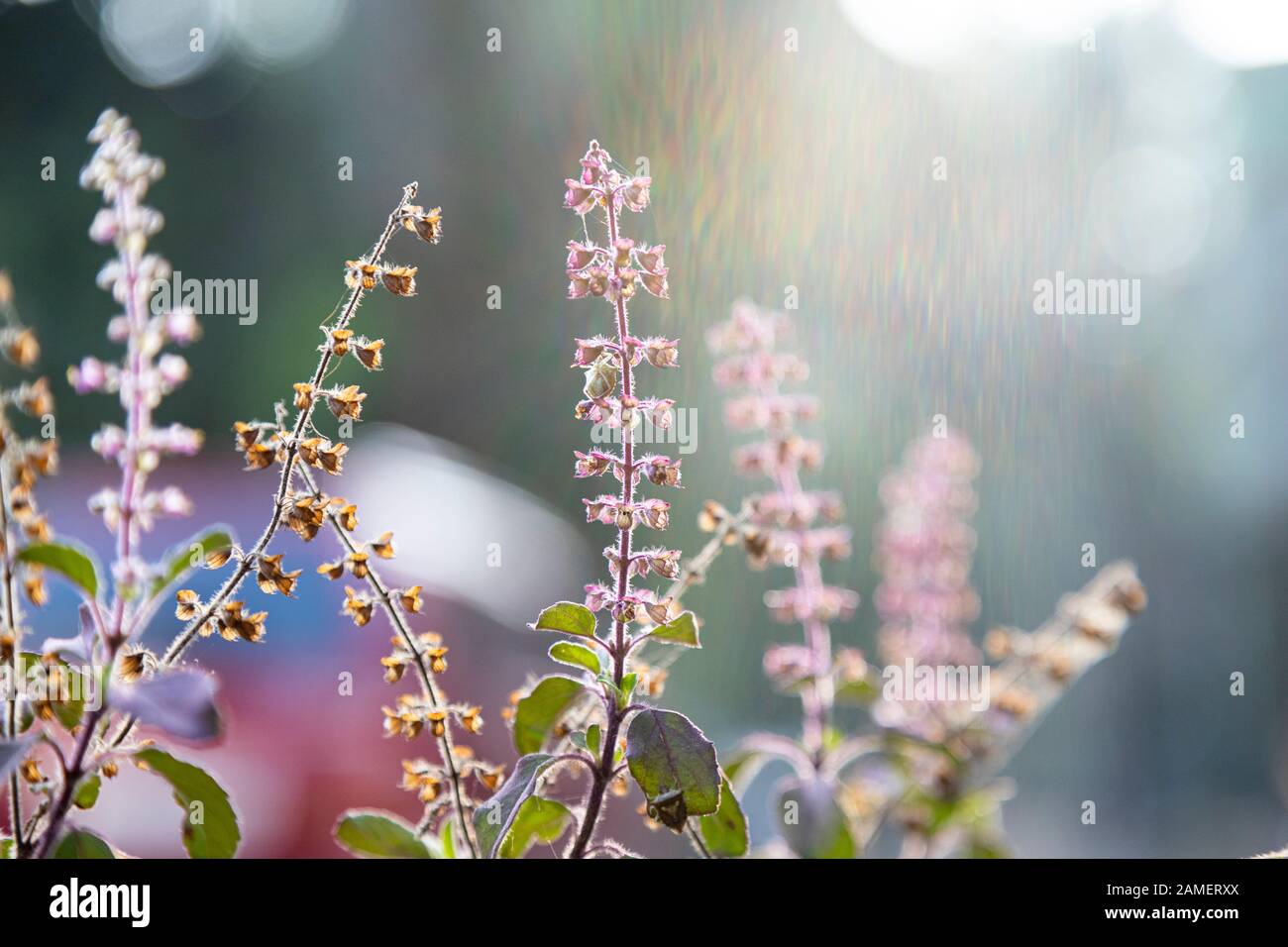 Ocimum sanctum holy basil hi-res stock photography and images - Alamy