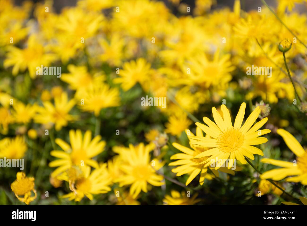Beautiful group of yellow daisy, marguerite or marguerite daisy flower ...
