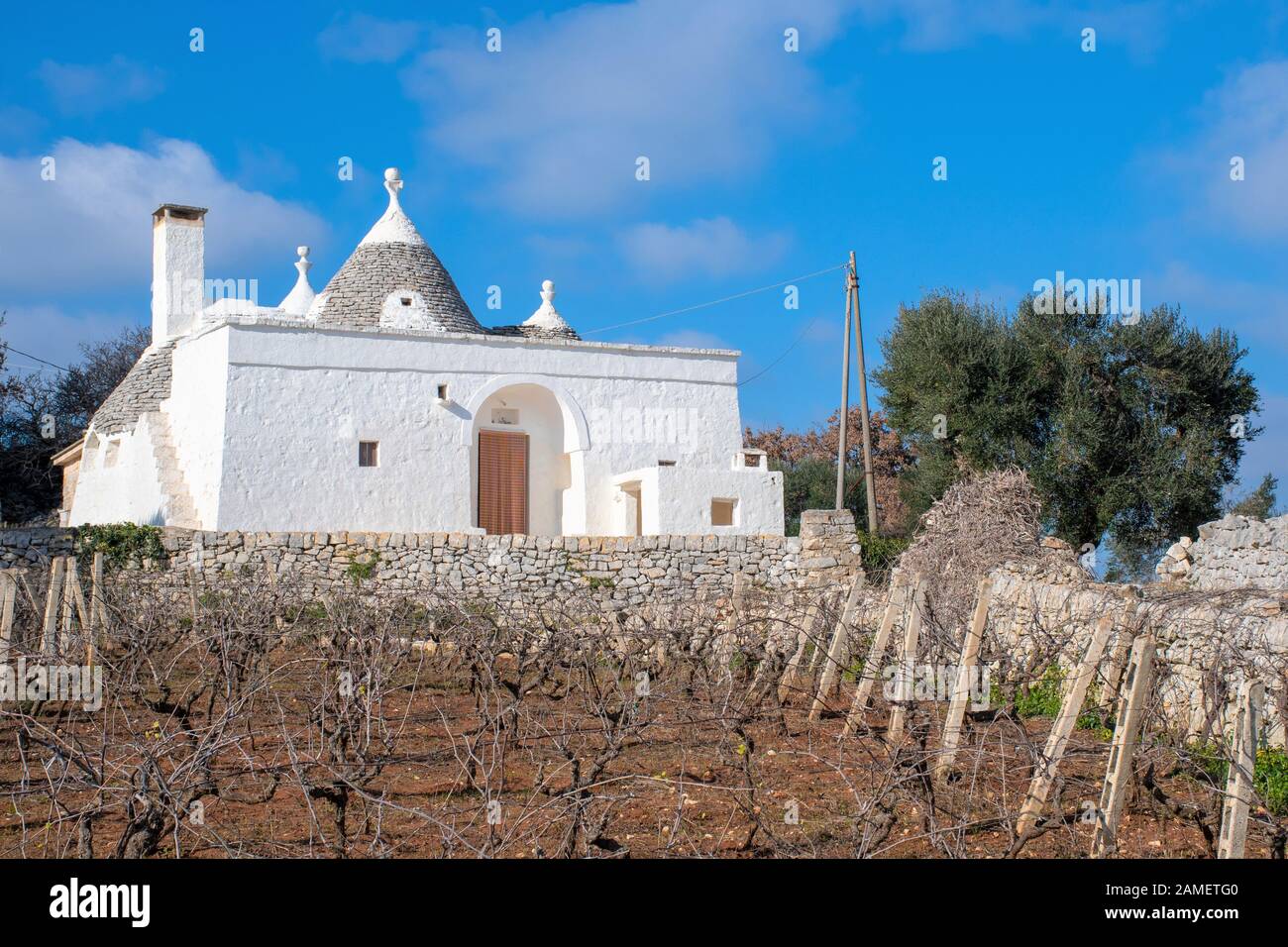 Trullo with white house, vineyard and olive trees traditional old ...