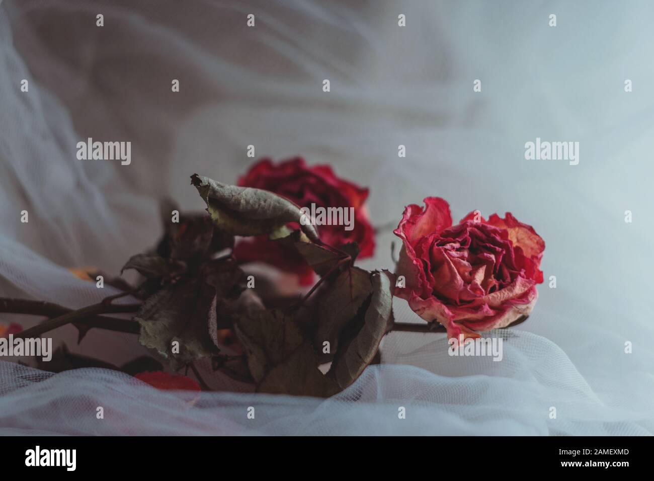 Two dried pink roses on creamy white veil background Stock Photo - Alamy