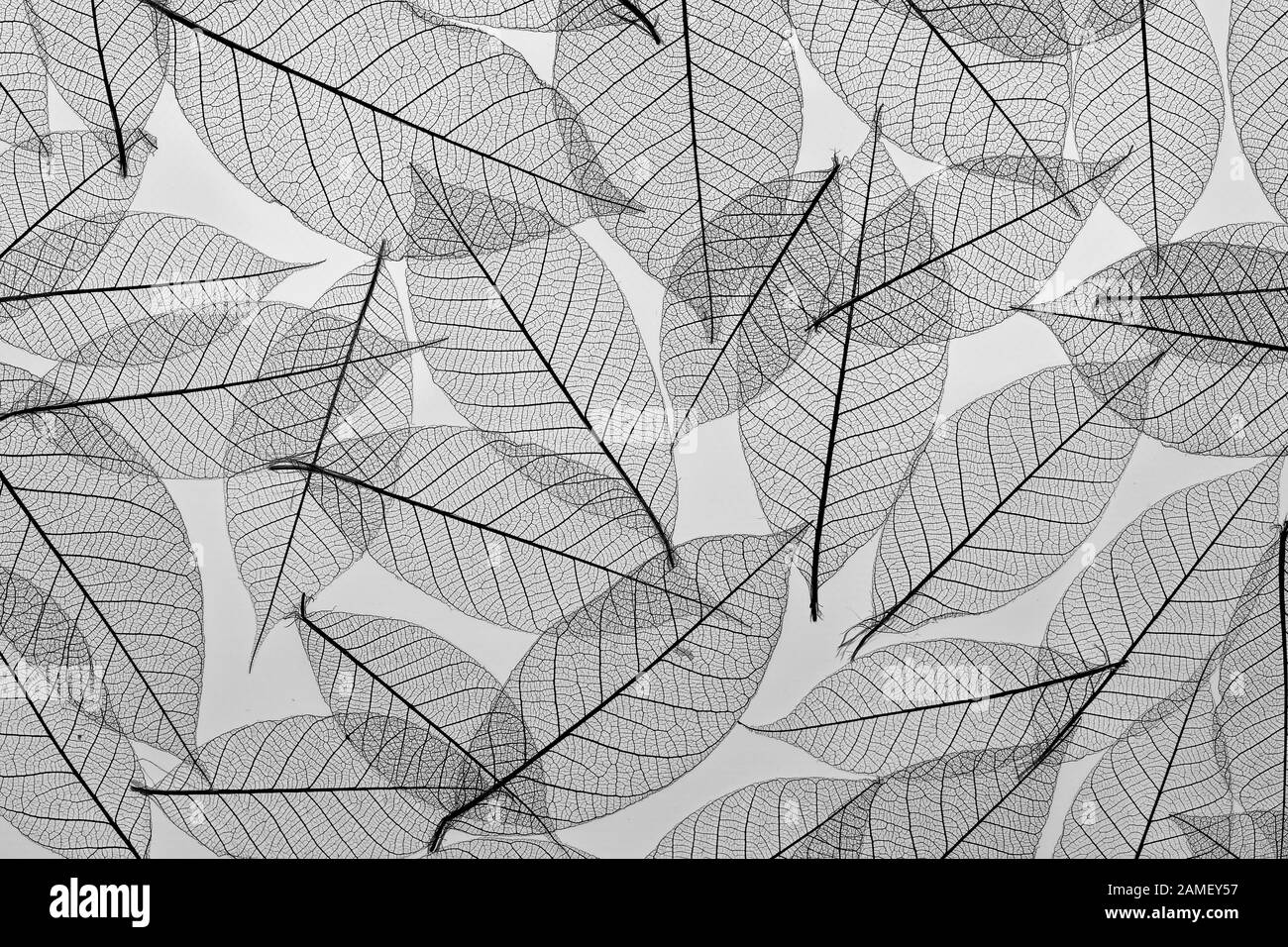 Skeleton leaf pattern hi-res stock photography and images - Alamy