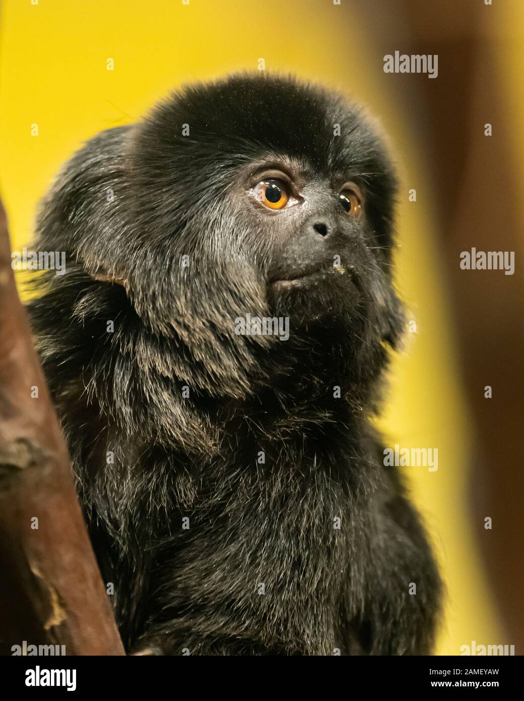 Portrait of a Goeldis marmoset (Callimico goeldii) in a zoo Stock Photo ...