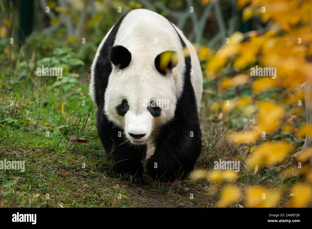 A female giant panda (Ailuropoda melanoleuca) walking in a zoo Stock ...