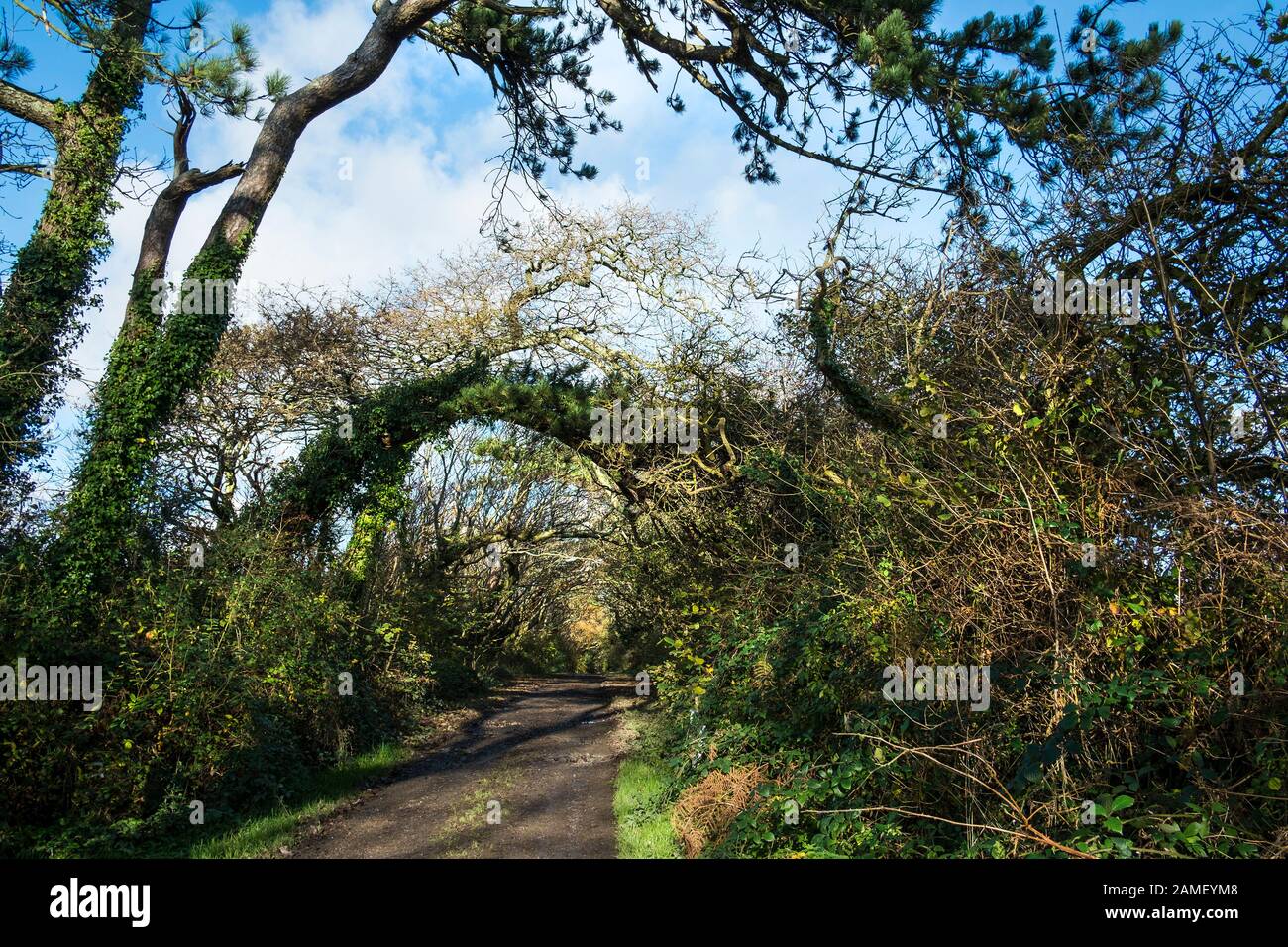 A muddy pathway in Colan Woods, the overgrown grounds of the historic ...