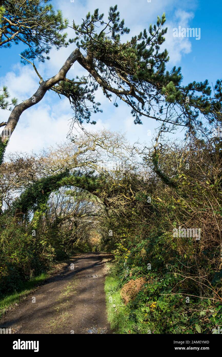 A muddy pathway in Colan Woods, the overgrown grounds of the historic ...