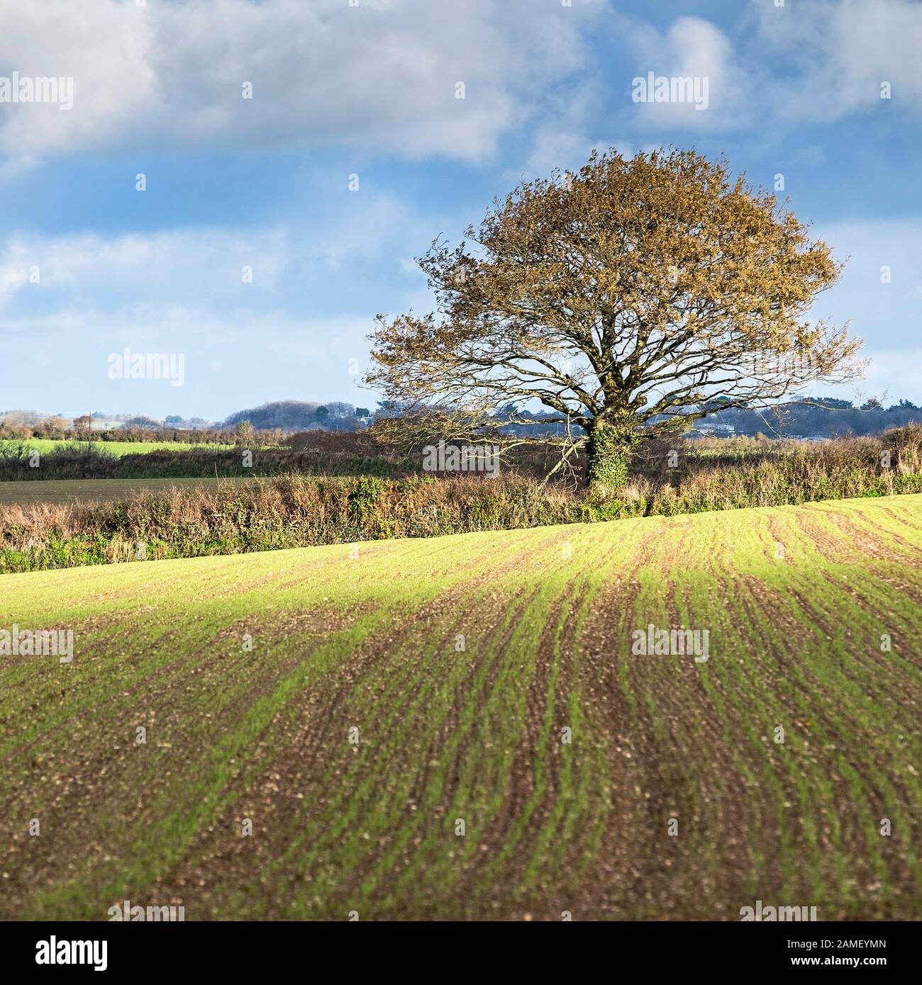 Edge of agricultural field hi-res stock photography and images - Alamy