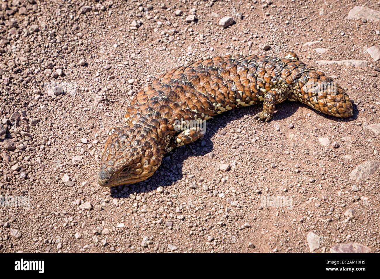Shingleback Lizard, South Australia Stock Photo - Alamy