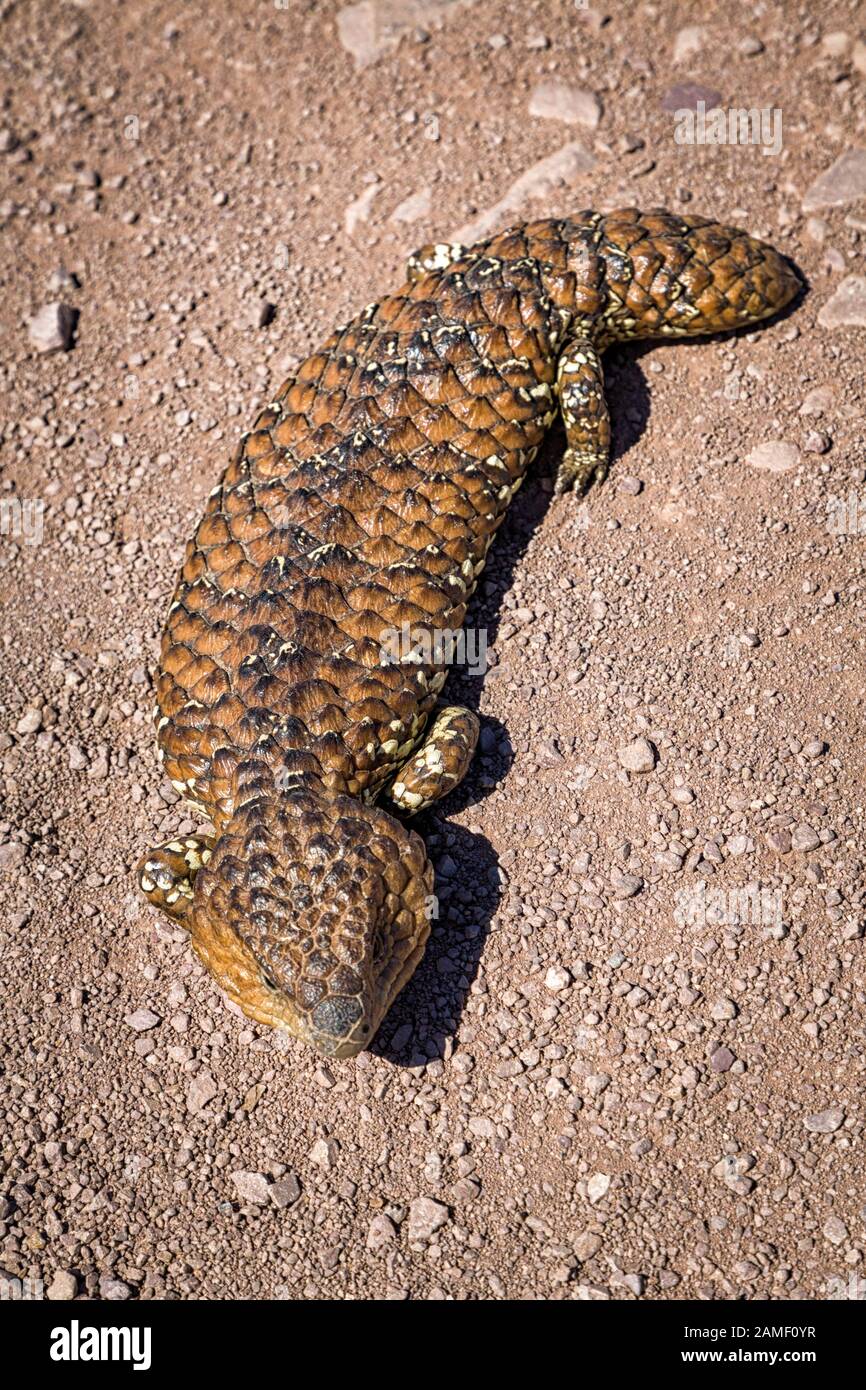 Shingleback lizard hi-res stock photography and images - Alamy