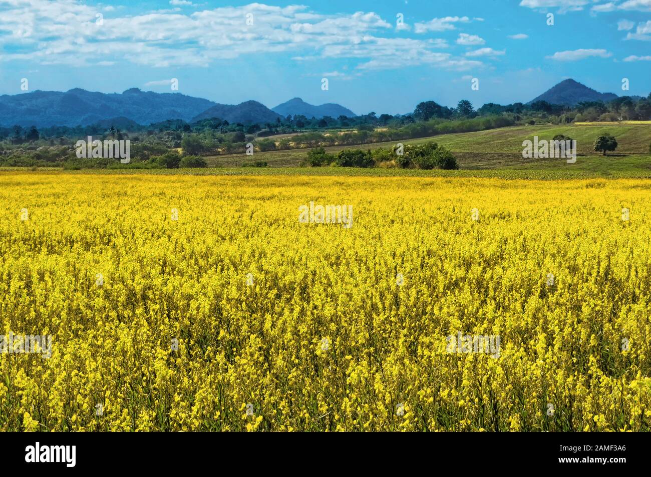 Field of Sunn hemp, Indian hemp or Crotalaria juncea. Planted for soil ...