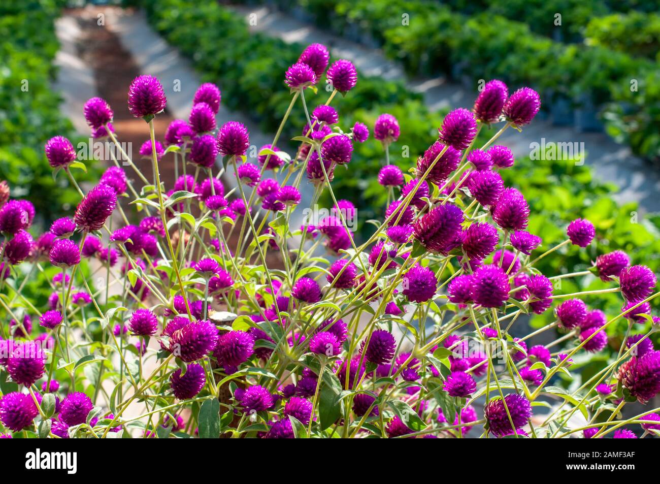 Globe amaranth or Gomphrena globosa in garden Stock Photo - Alamy