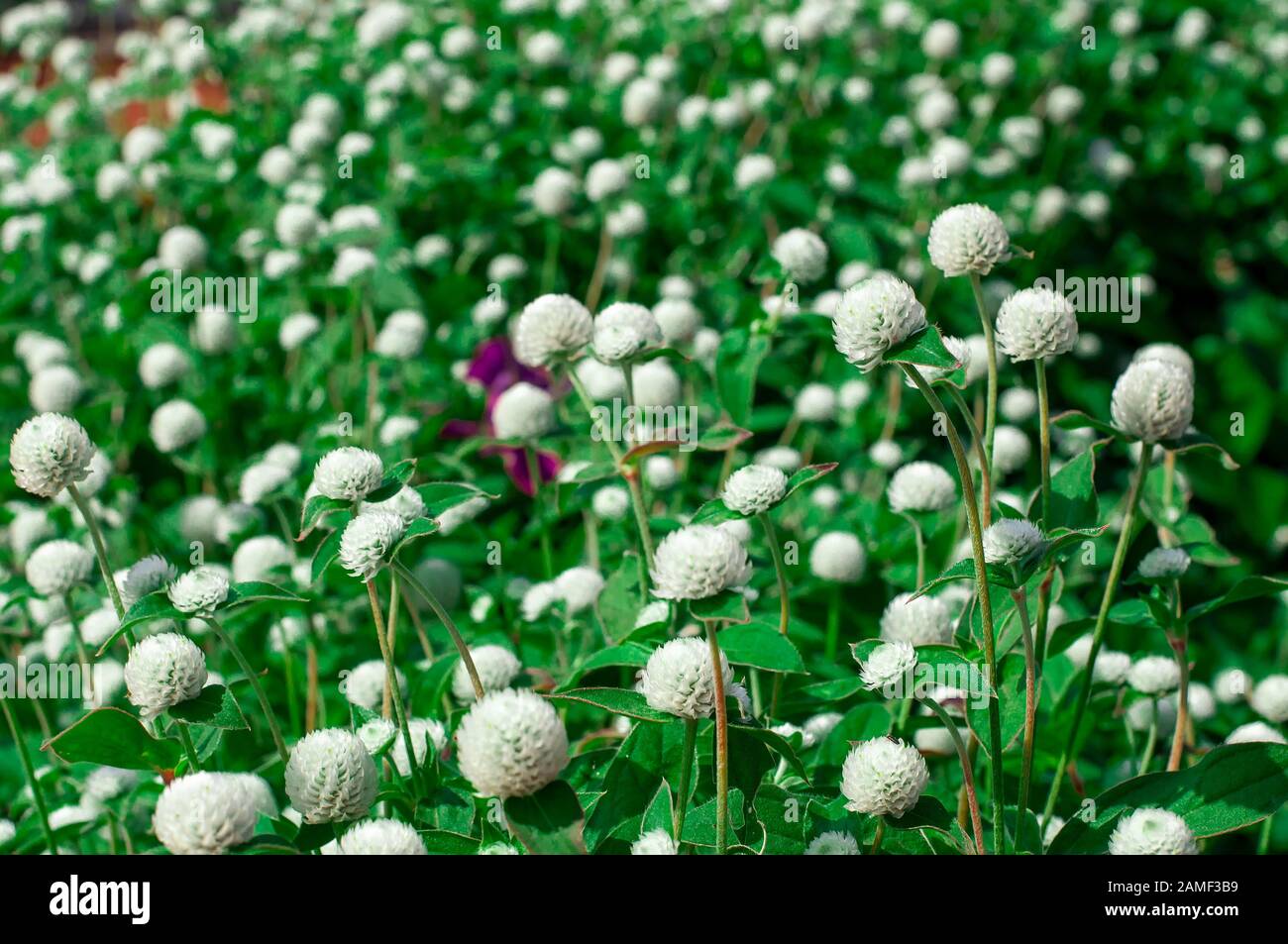 Globe amaranth or Gomphrena globosa in garden Stock Photo - Alamy