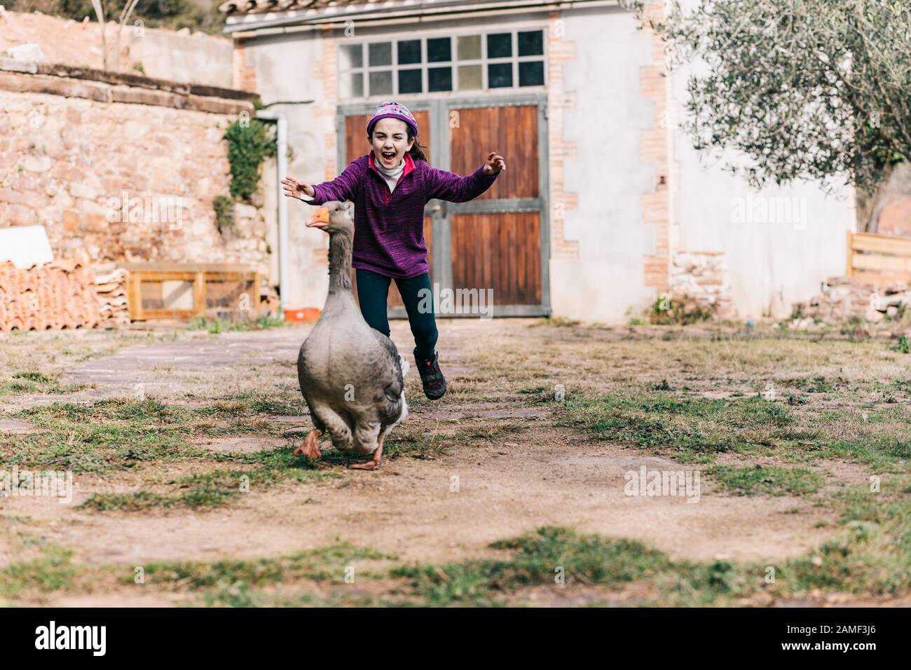 Little girl scaring a goose on a farm Stock Photo - Alamy