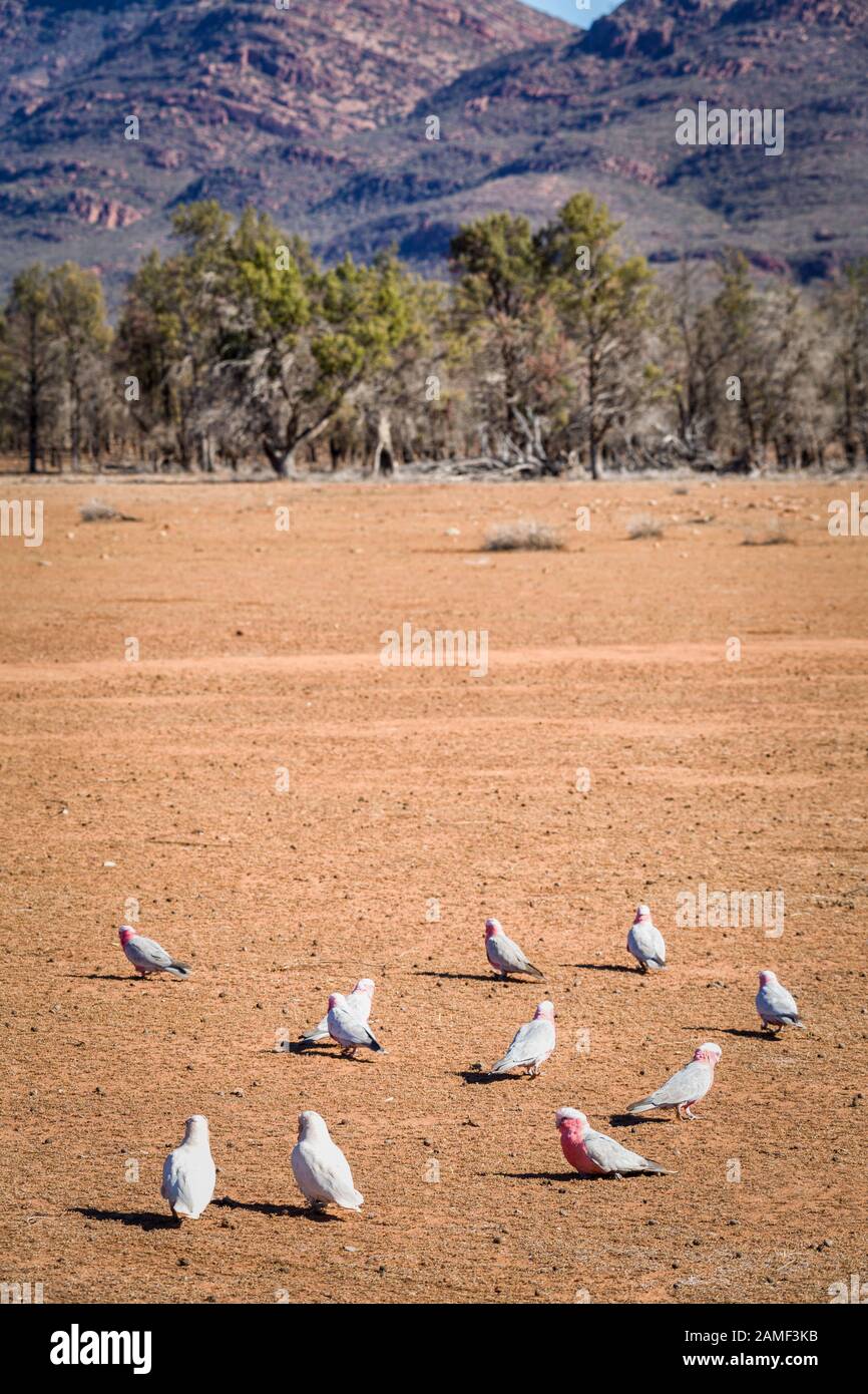 Birds of flinders ranges hi-res stock photography and images - Alamy