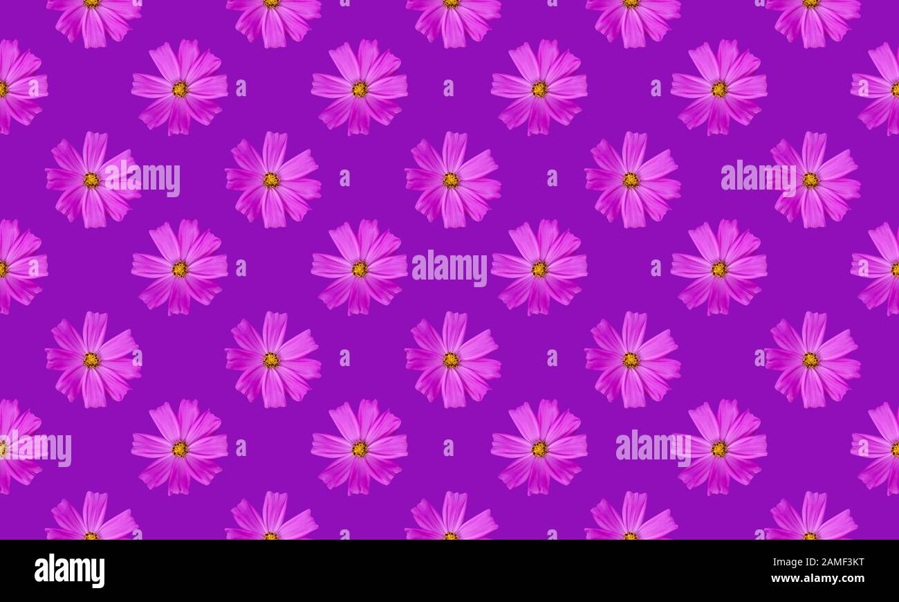 Purple cosmos flowers seamless pattern on blue background Stock Photo ...